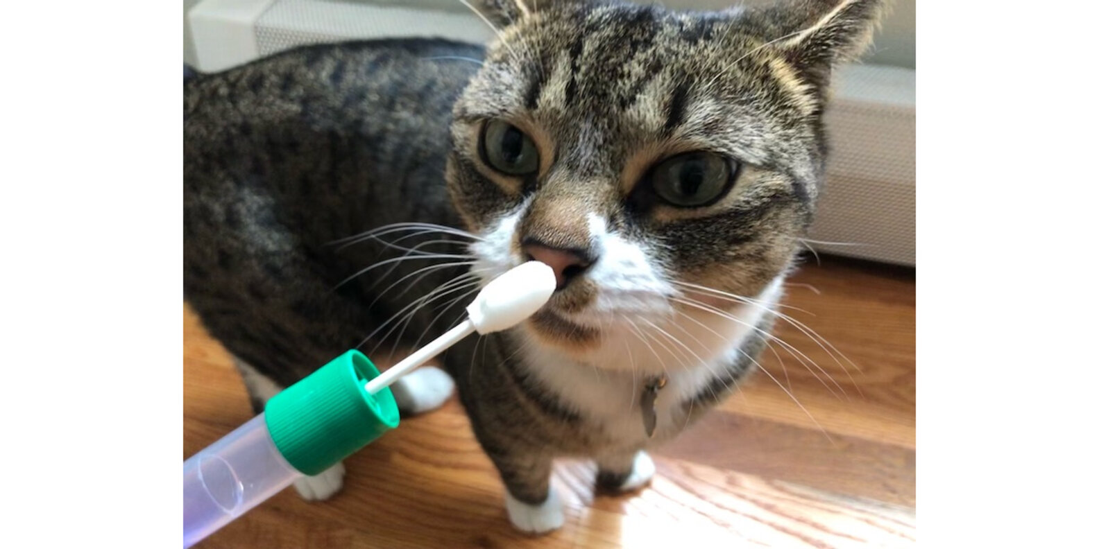 Basepaws Cat DNA Test Reviews: Does It Work? - Paw of Approval - The Dodo