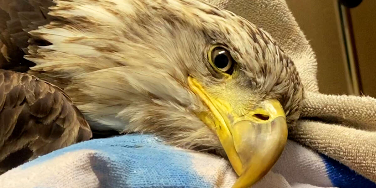 Vet Helps Bald Eagle Learn How To Fly Again - Videos - The Dodo