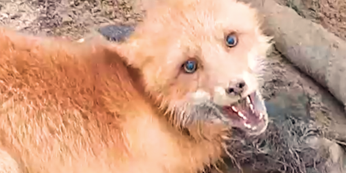 Trapped Fox Calms Down When She Realizes People Are There To Help ...