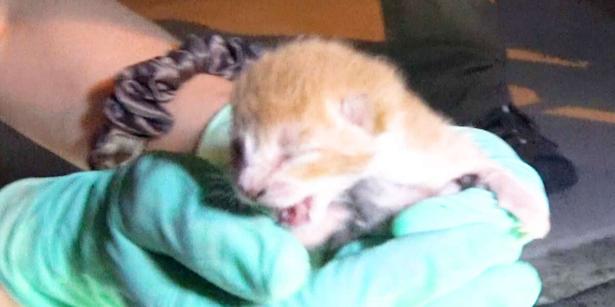 Rescuers Search Everywhere For Mother Of Kittens Found In Sewer ...