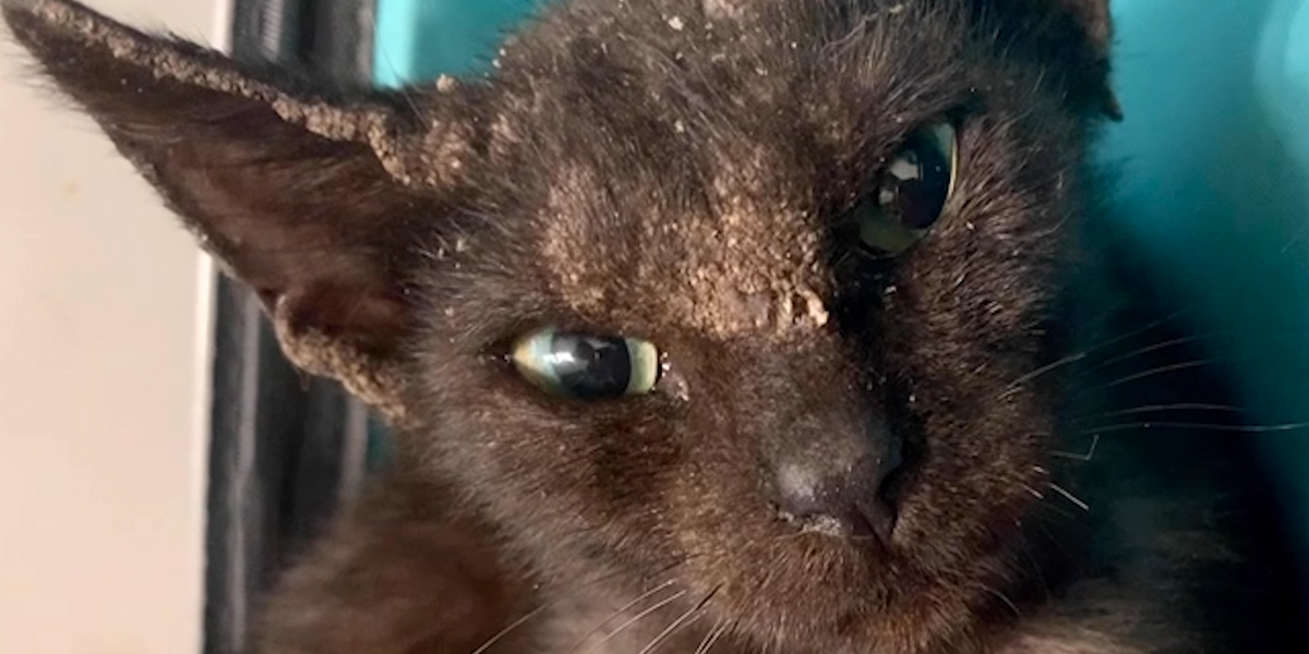 Scared Kitten Learns How To Be A Happy Cat - Videos - The Dodo