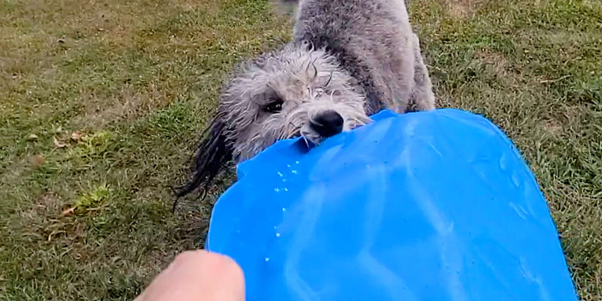 This Dog Is So Obsessed With His Little Blue Pool - Videos - The Dodo