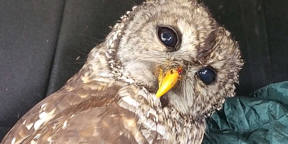 People Bring Injured Owl Into Their House And He Trusts Them Completely ...