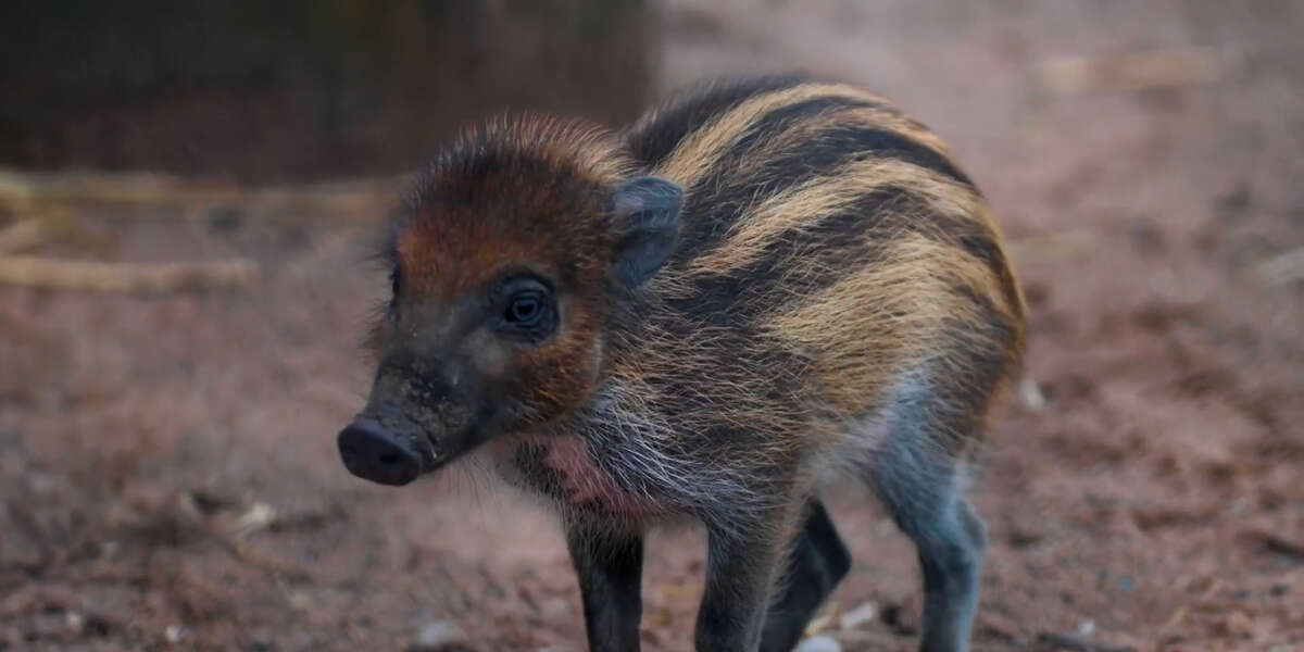 One of the World's Rarest Pigs Born in a Zoo - NowThis