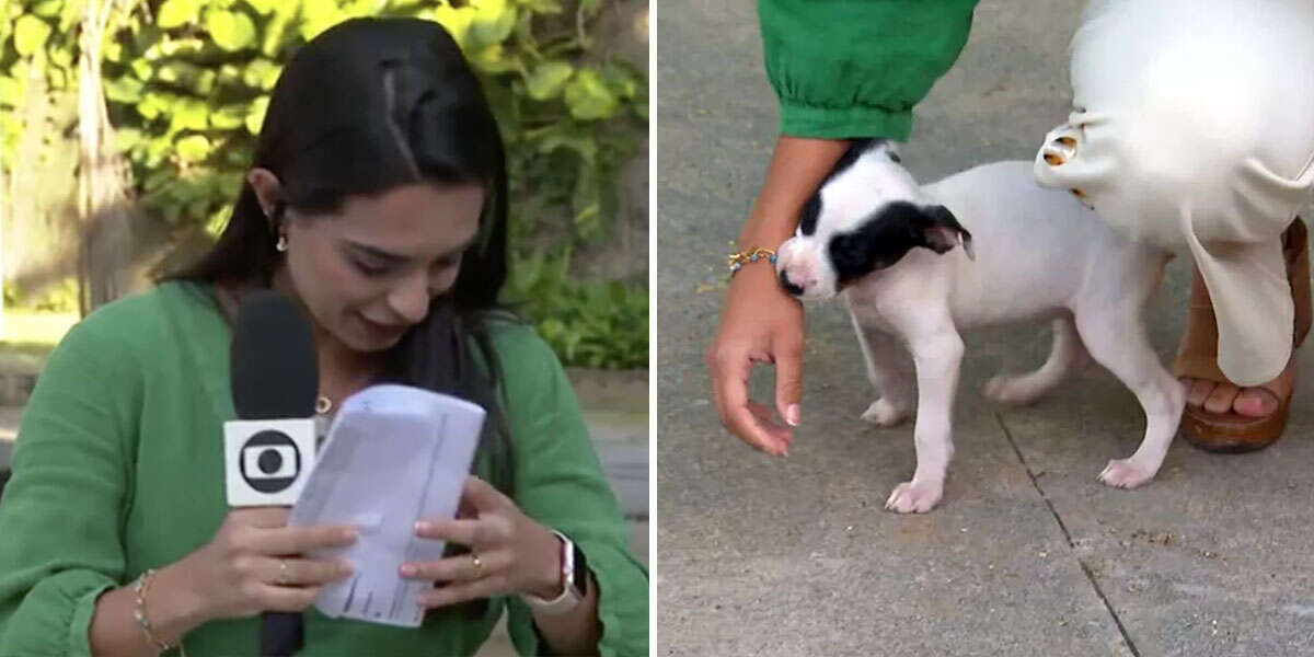 Reporter Can’t Stop Laughing After Puppy Interrupts News Broadcast ...