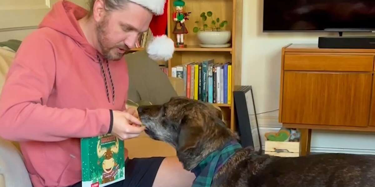 This Dog's Story Is Pure Christmas Magic - Videos - The Dodo