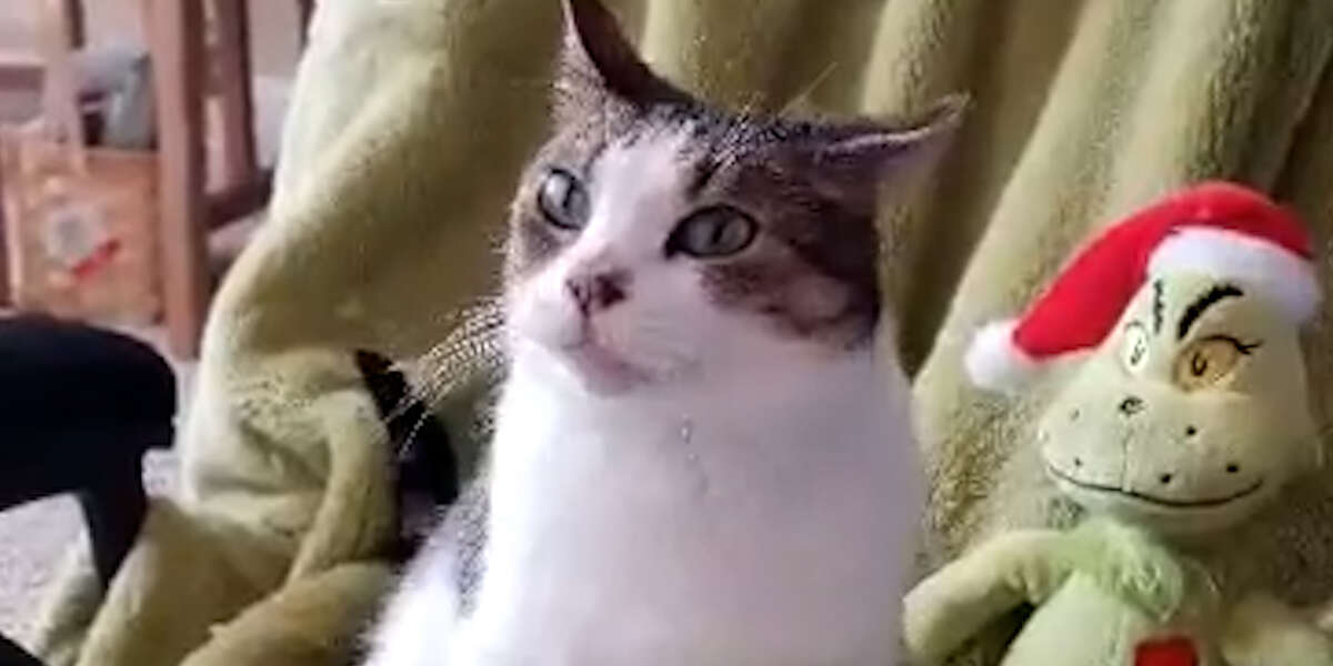 This Cat Is Obsessed With The Grinch - Videos - The Dodo