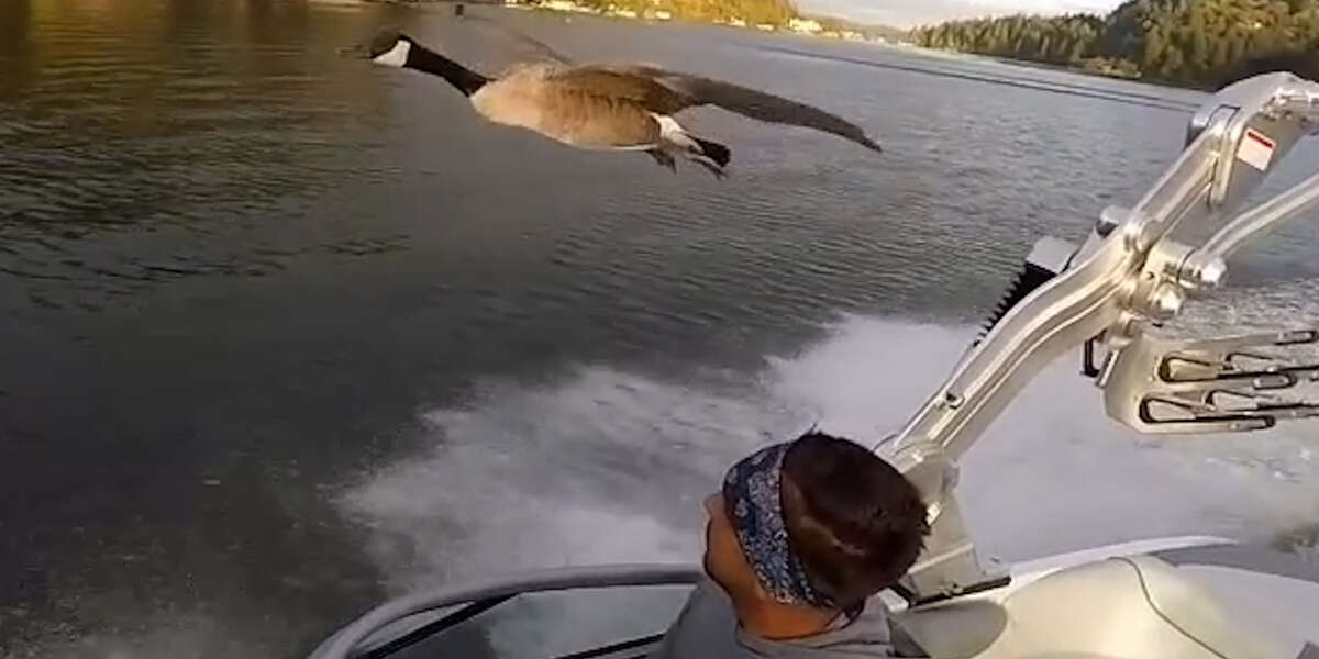 Guy Adopts Tiny Baby Goose Who Becomes His ‘Wingman’ - Videos - The Dodo