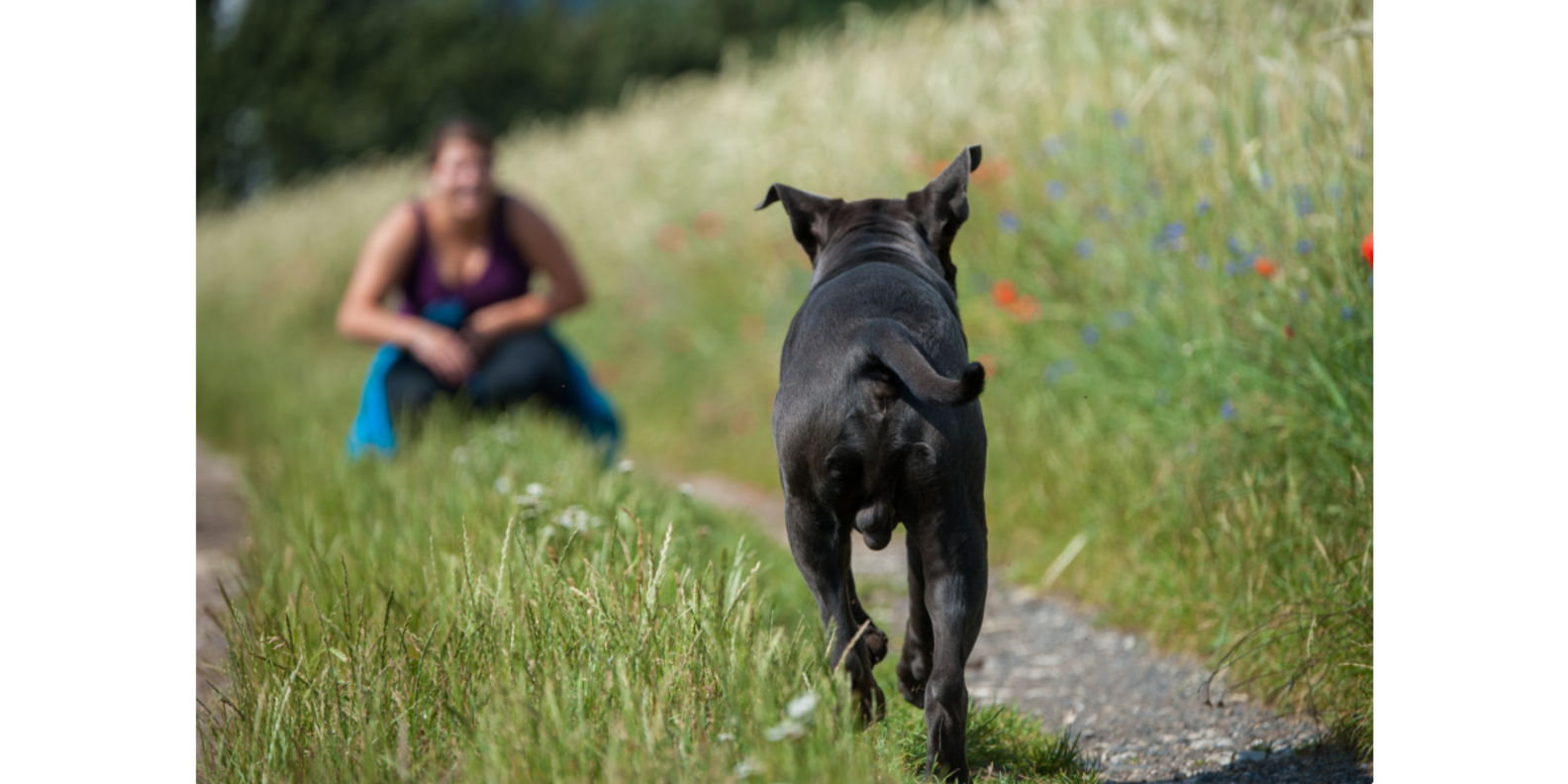 7 Basic Dog Commands: Sit, Stay, Come, Heel, Down, Leave It & Place ...