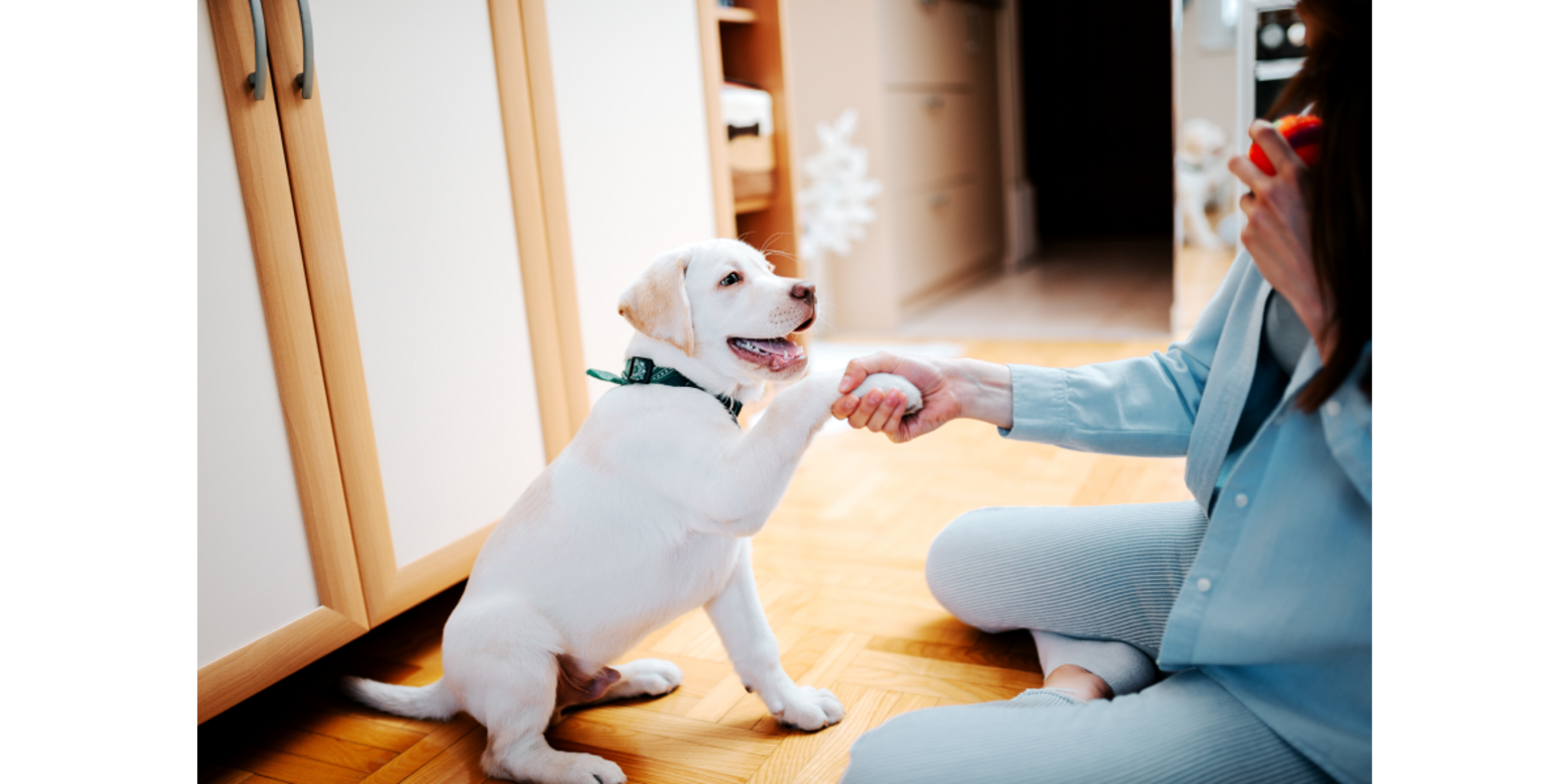 7 Basic Dog Commands: Sit, Stay, Come, Heel, Down, Leave It & Place ...