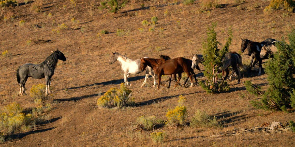 Woman Spends Over A Year Trying To Find This Captured Wild Horse And ...