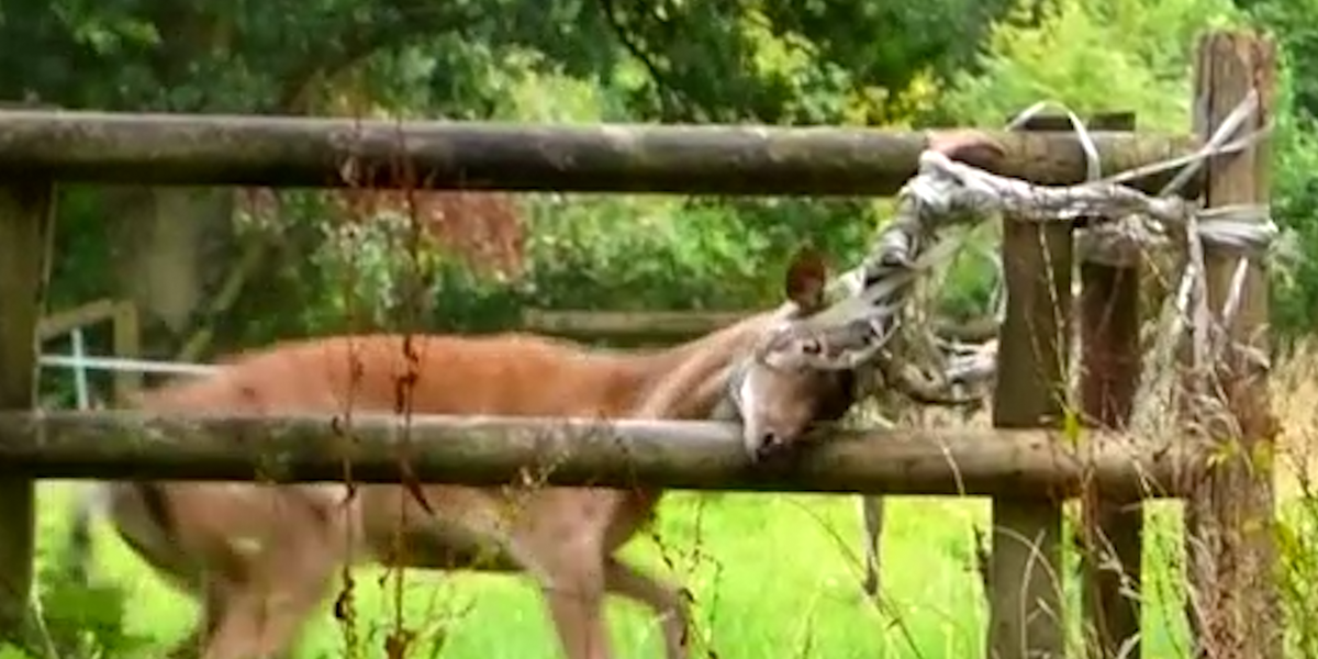 Rescues Only Had 30 Minutes To Save This Deer - Videos - The Dodo