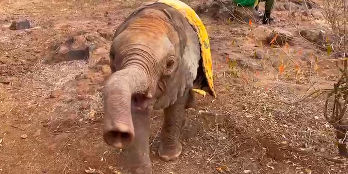 Orphaned Baby Elephant Learns To Use Her Trunk And Make Friends ...