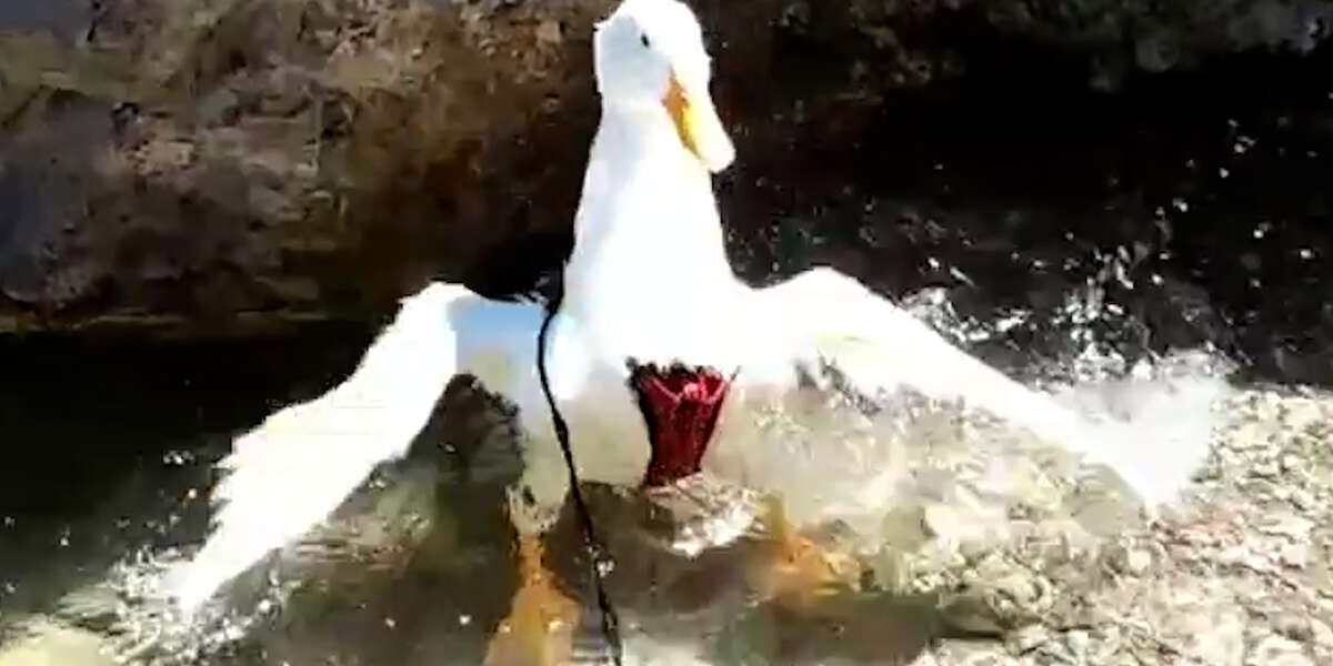This Abandoned Duck Practiced So Hard To Be Able To Stand - Videos ...