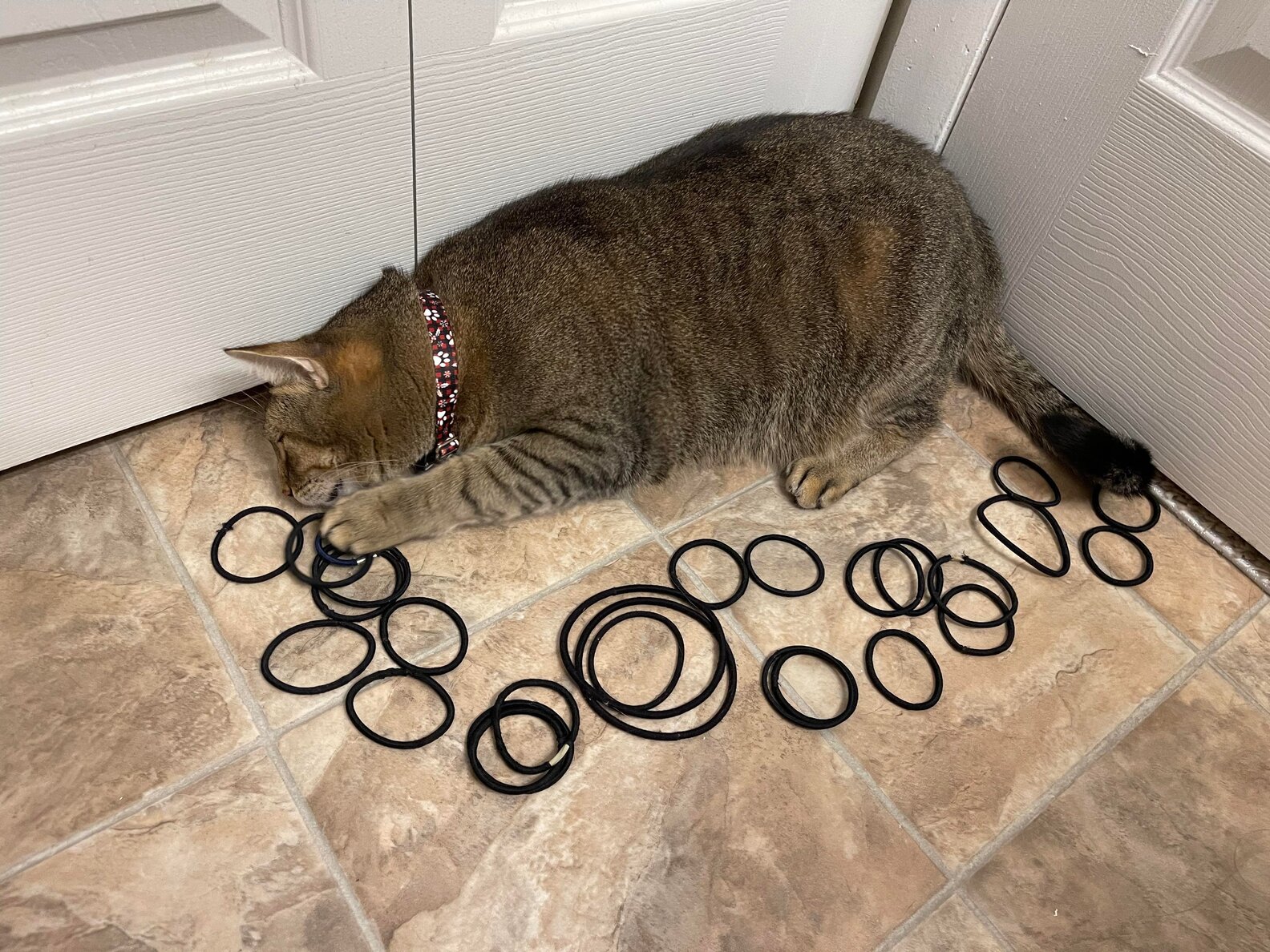 Cat Accidentally Reveals Hidden Stash Of Hair Ties - The Dodo