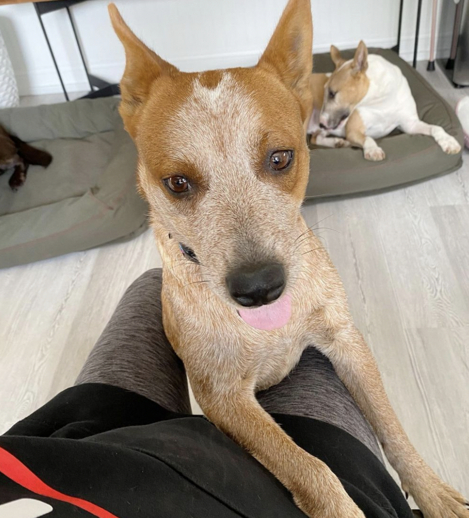 Dog Abandoned At Gas Station Decides To Follow Nice Woman Home - The Dodo