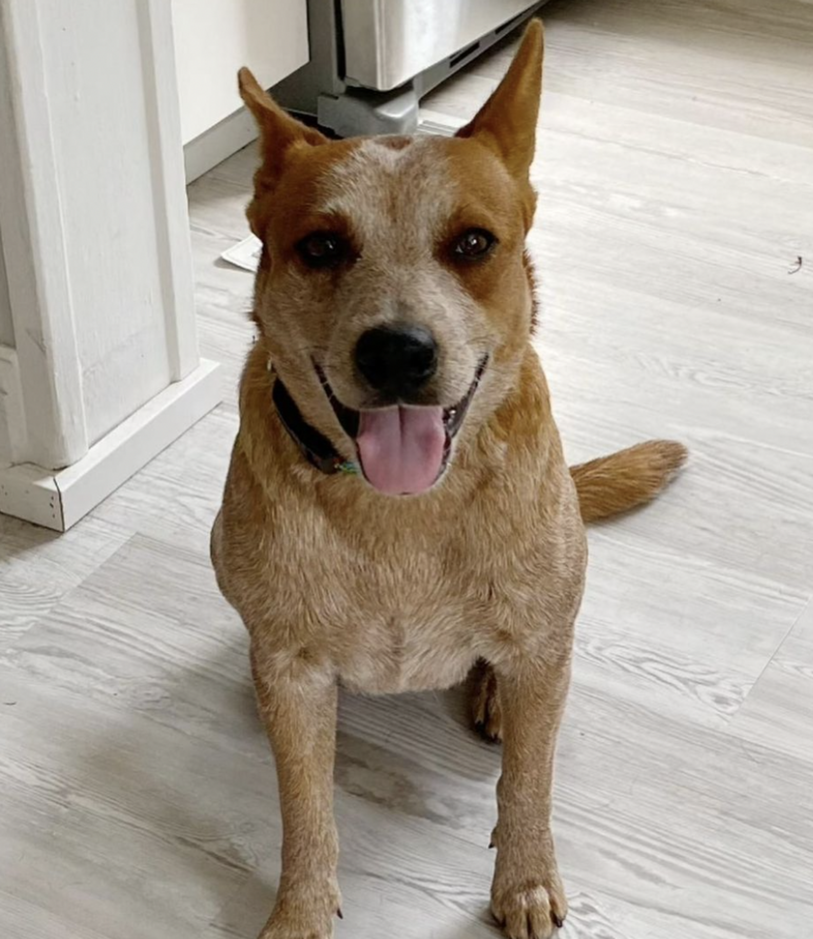 Dog Abandoned At Gas Station Decides To Follow Nice Woman Home - The Dodo