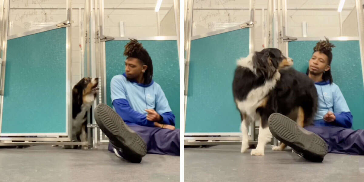 Man Teaches ‘Aggressive’ Dog It’s OK To Have A Change Of Heart - The Dodo