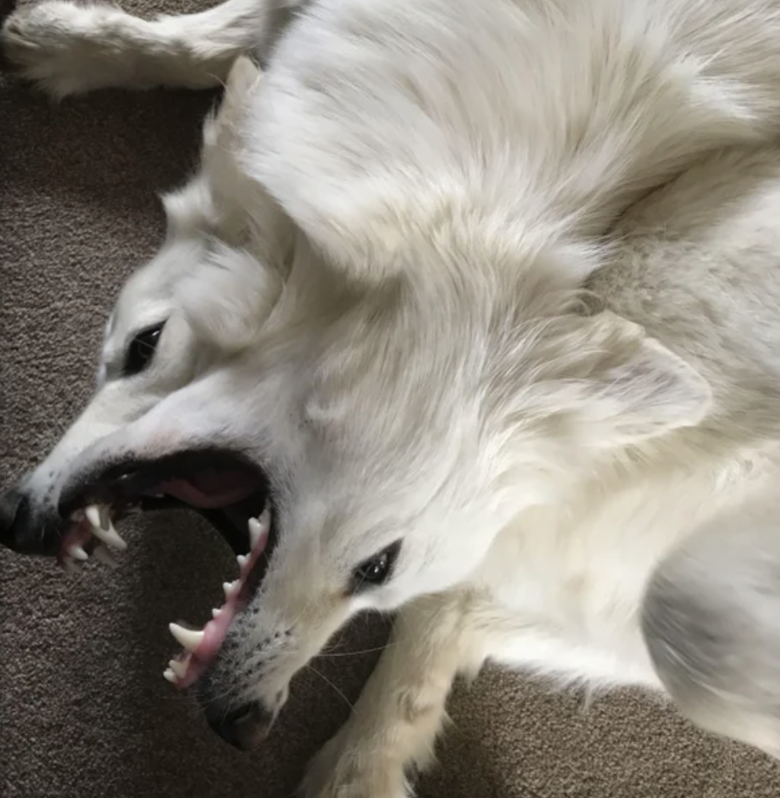 People Are Scratching Their Heads Over This Weird Dog Picture - The Dodo