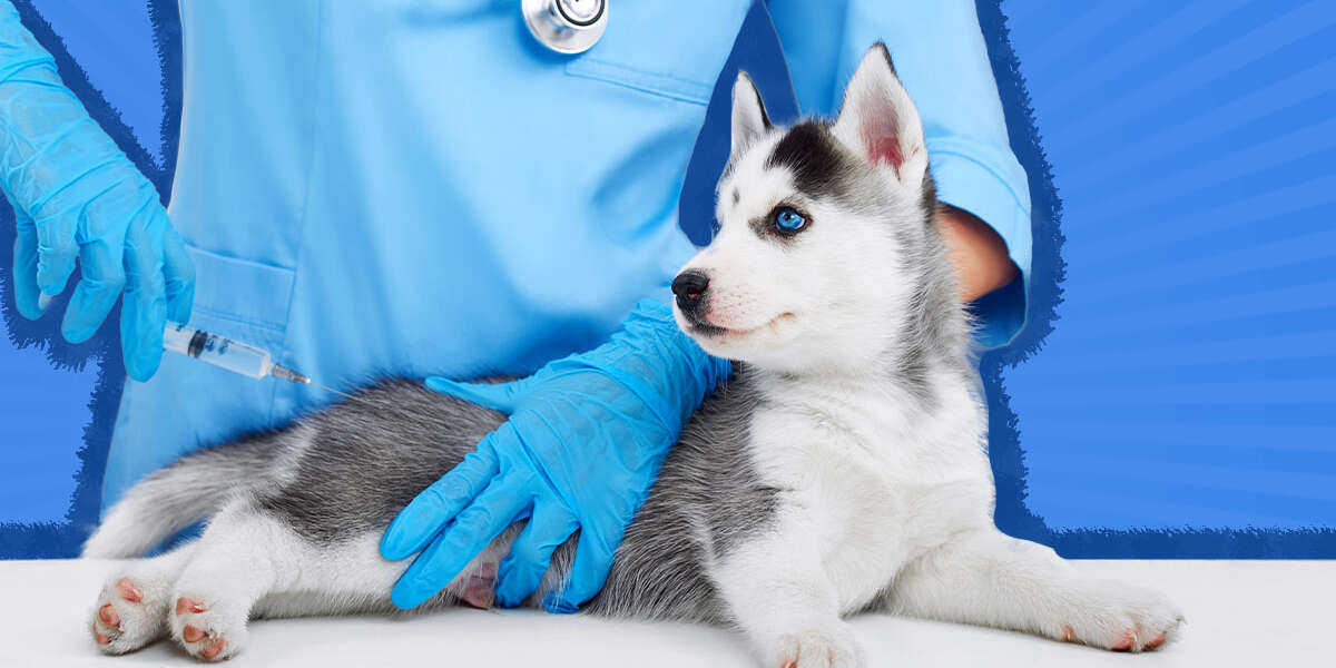 Rabies Vaccine For Dogs: Why It’s So Important - DodoWell - The Dodo