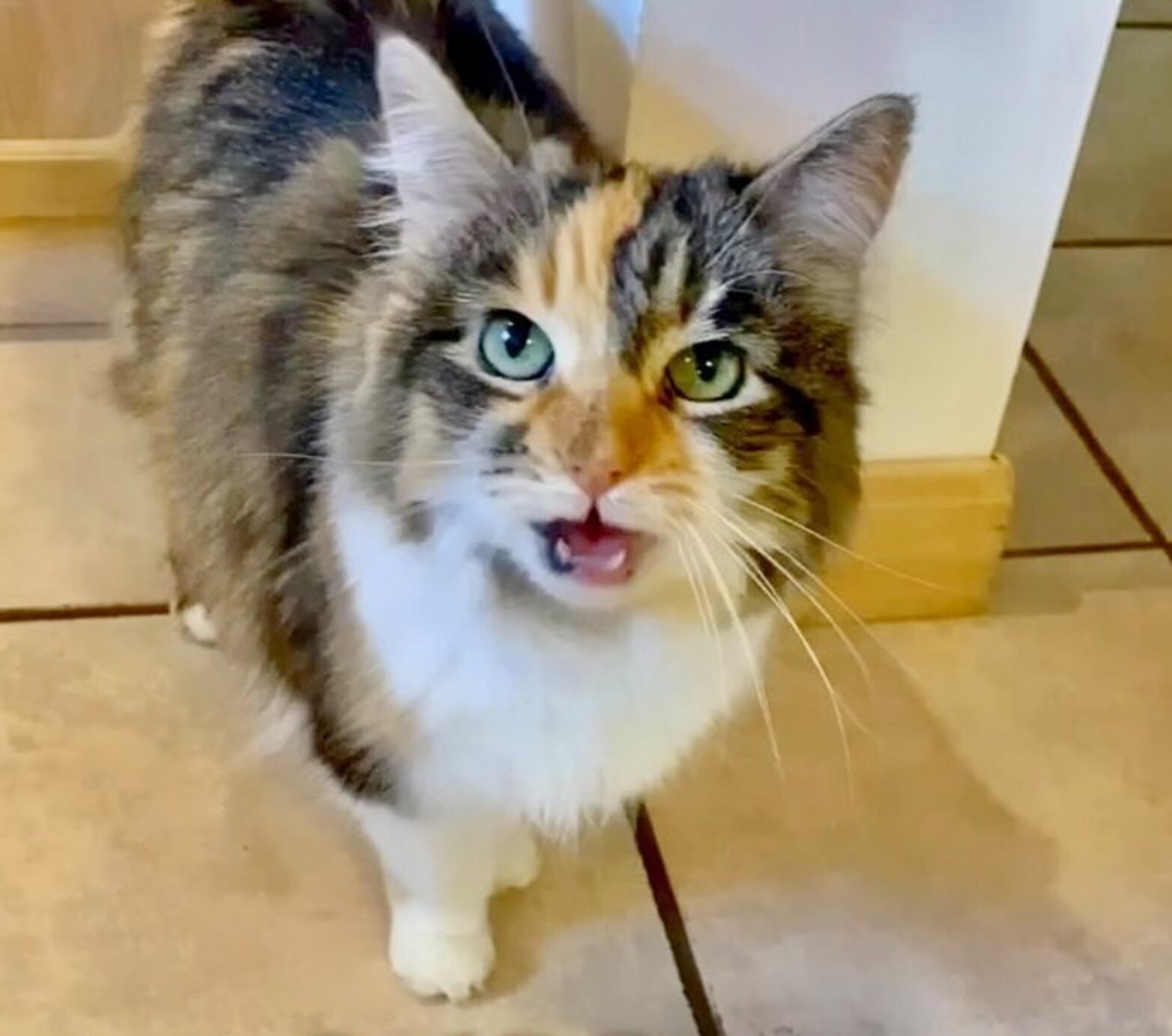 Cat Learns To Say 'OK' Anytime Her Dad Asks A Question - The Dodo