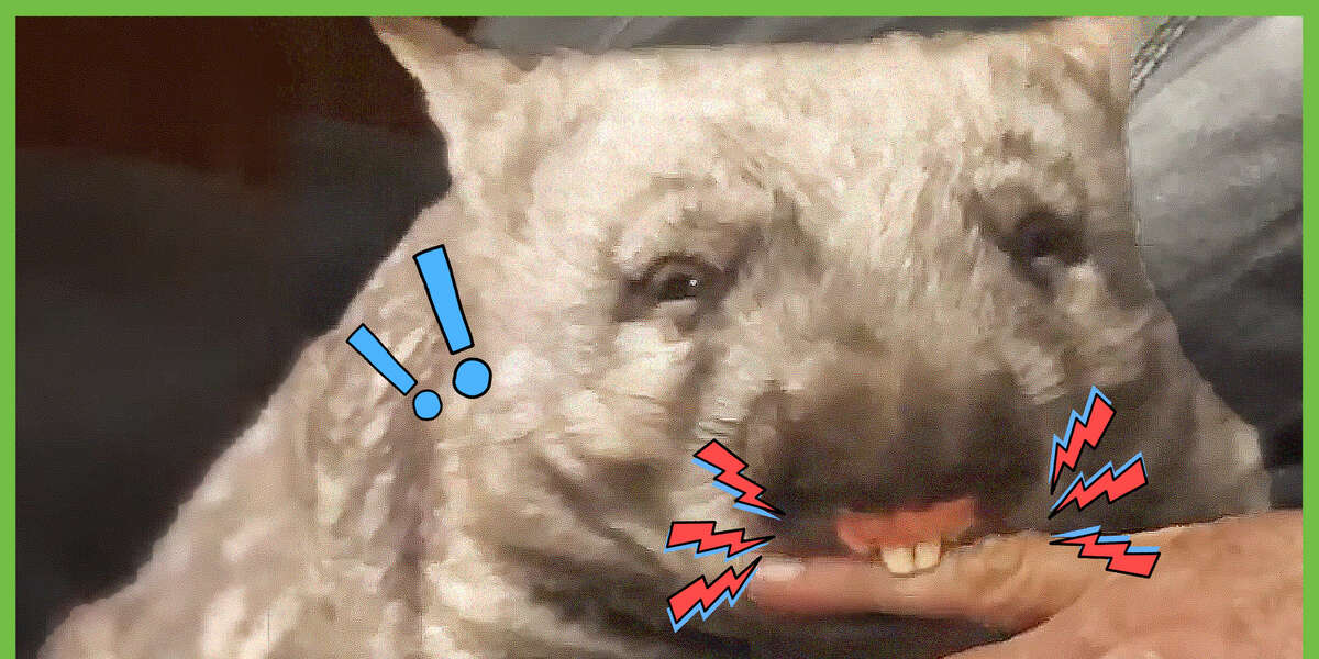 This Naughty Wombat Is WILD! But Also ... Sweet? - Videos - The Dodo