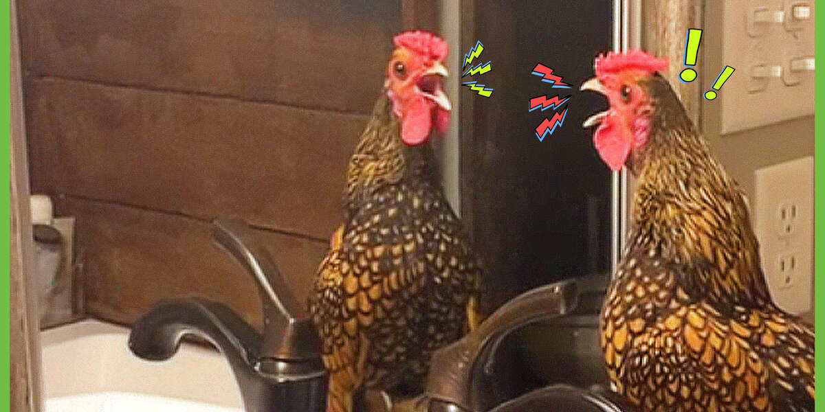Bad Chicken!!! Nobody Can Stop This Rooster From Yelling In The House ...