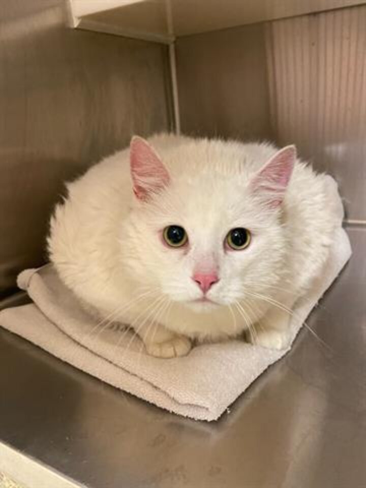 Shelter Takes In 30-Pound Cat - The Dodo