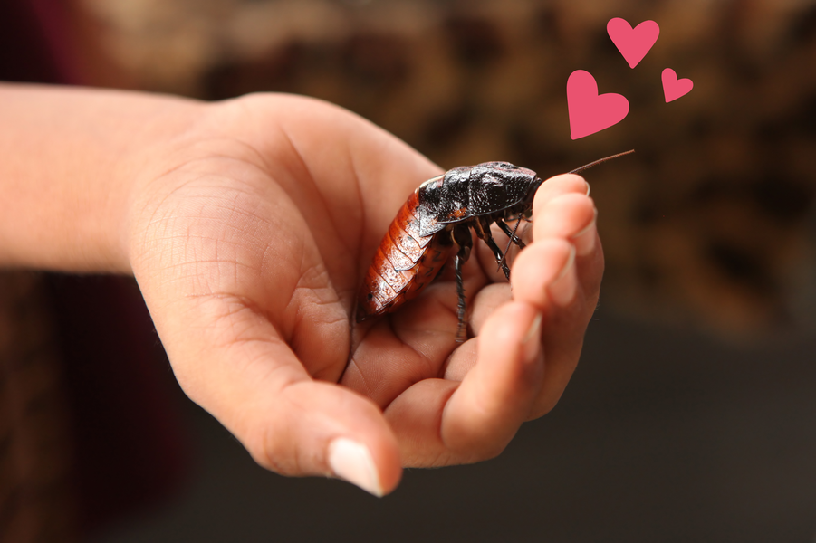 Name a Cockroach After Your Valentine at the Bronx Zoo - Thrillist
