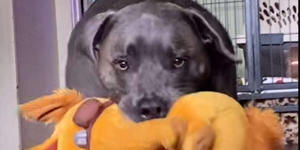 Service Dog is Completely Obsessed With His Stuffed Animal - Videos ...
