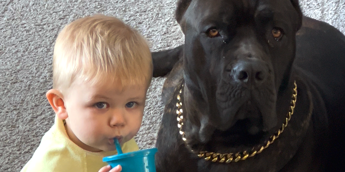 Baby Grows Up With 125-Pound Dog - Videos - The Dodo