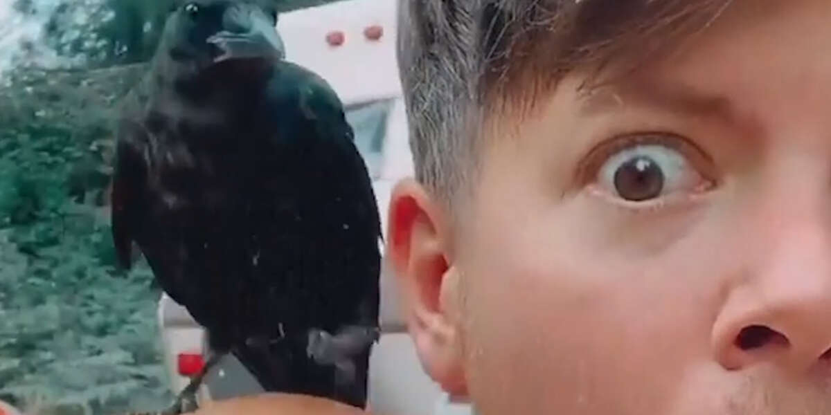 Crow Brings His Favorite Guy A Gift - Videos - The Dodo