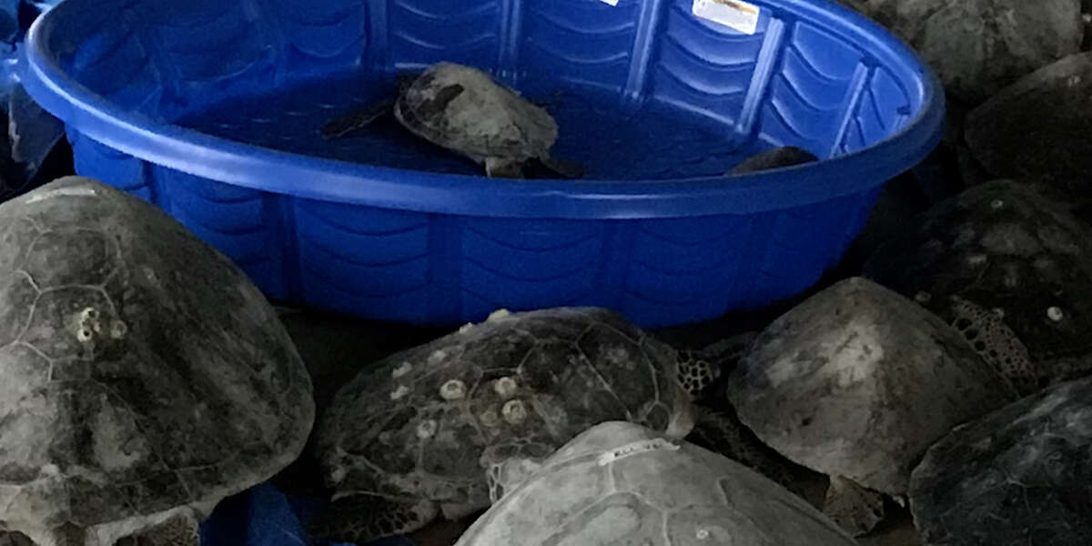 People Save Thousands Of Sea Turtles From Freezing Water - Videos - The ...