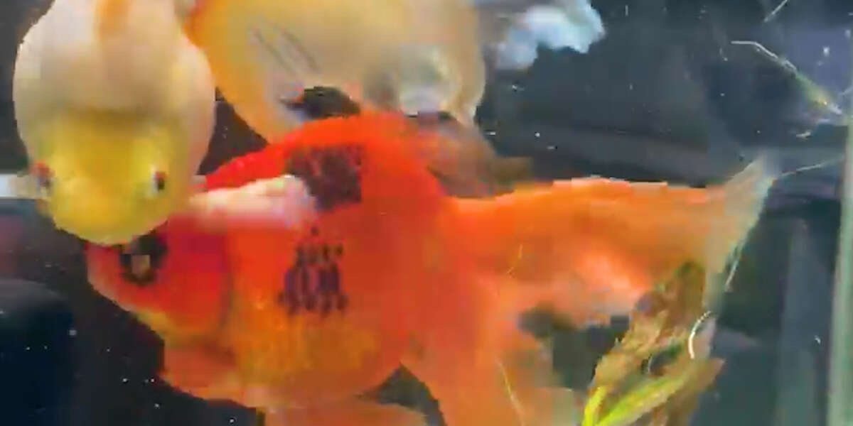10-Year-Old Goldfish Changes Color After He Gets Adopted - Videos - The ...