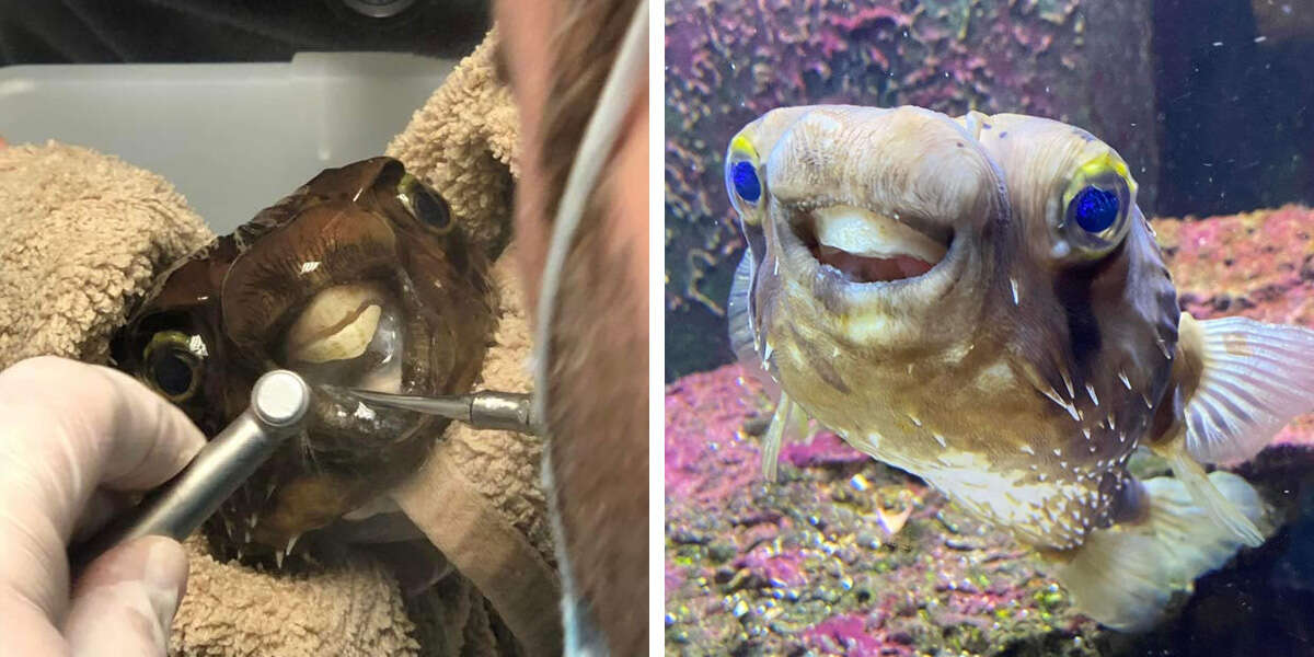 Fish Is So Happy With Her Perfect New Smile After Visit To The Dentist ...