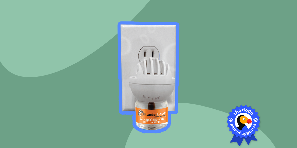 ThunderEase Cat Calming Diffuser Kit Reviews - Paw of Approval - The Dodo