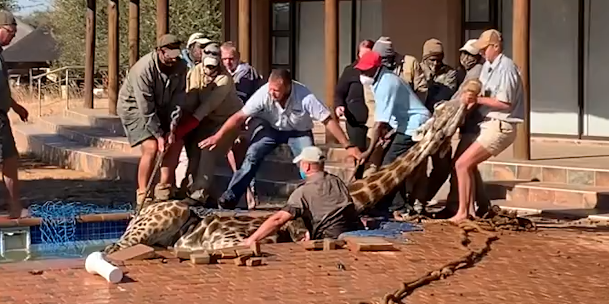 Giraffe Falls In Swimming Pool And Can't Get Out - Videos - The Dodo