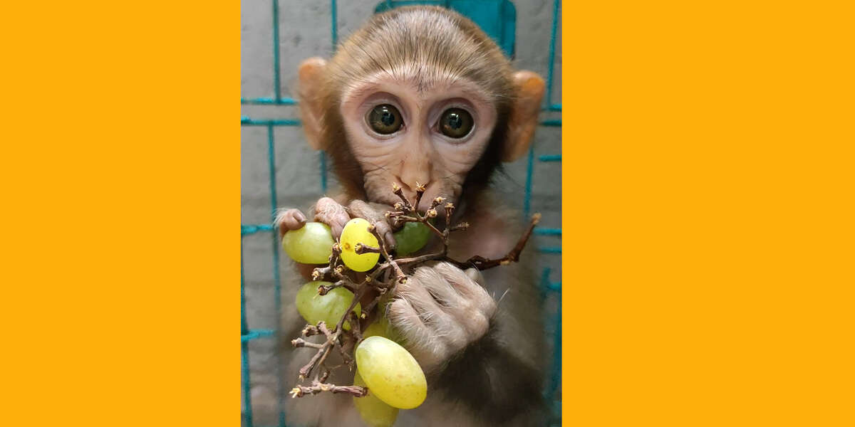 Rescued Monkey Adopts 3 Babies And Makes A Family - Videos - The Dodo