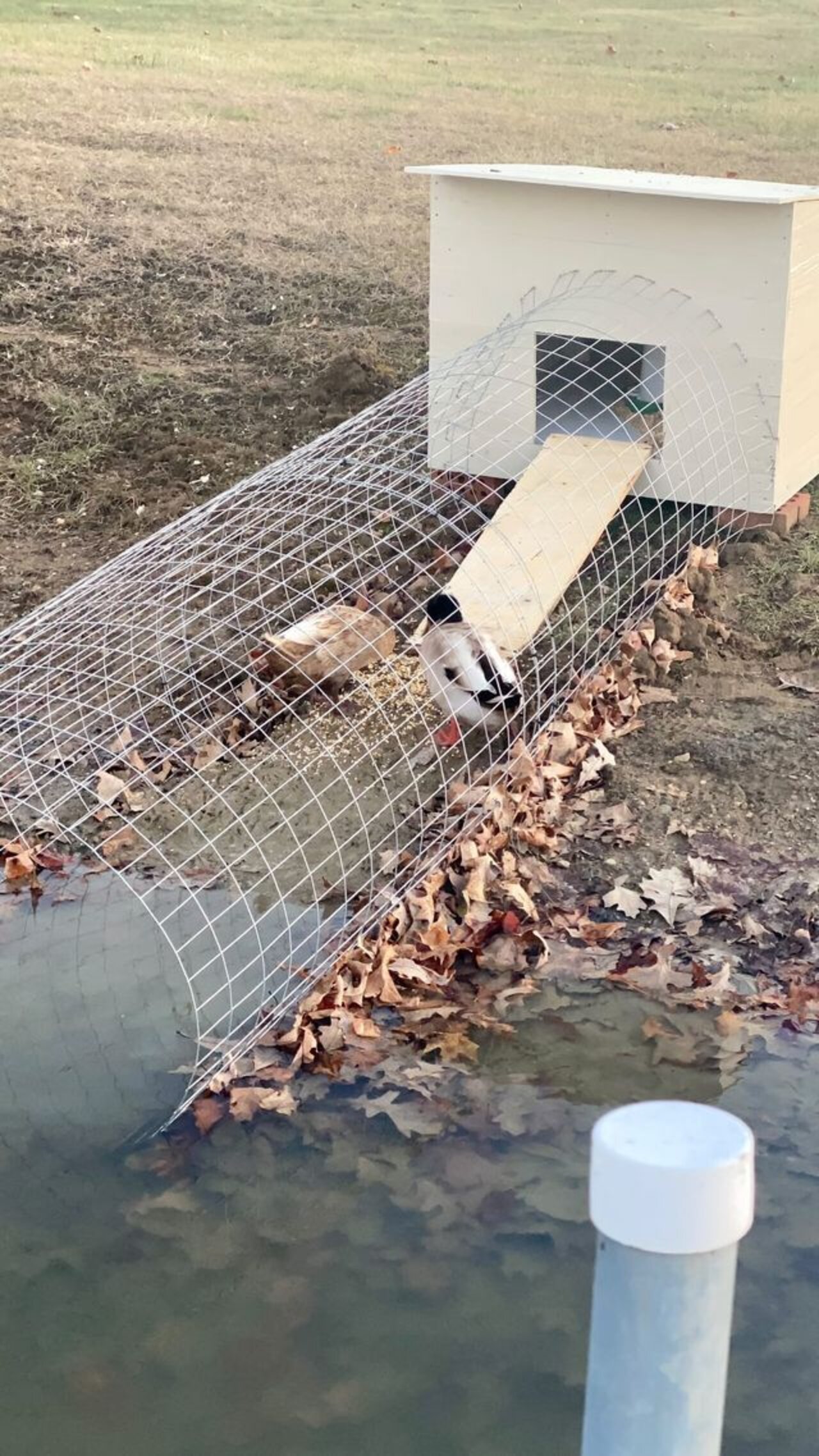 Couple Realizes Their Home Comes With Ducks And Build Them A House ...