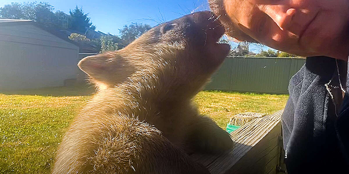 Cuddly Wombat Is Obsessed With His Stuffed Animals - Videos - The Dodo