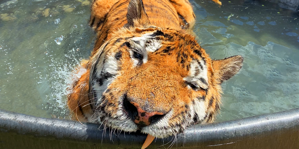 Rescue Tiger Is Such A Kid In His Brand-New Pool - Videos - The Dodo