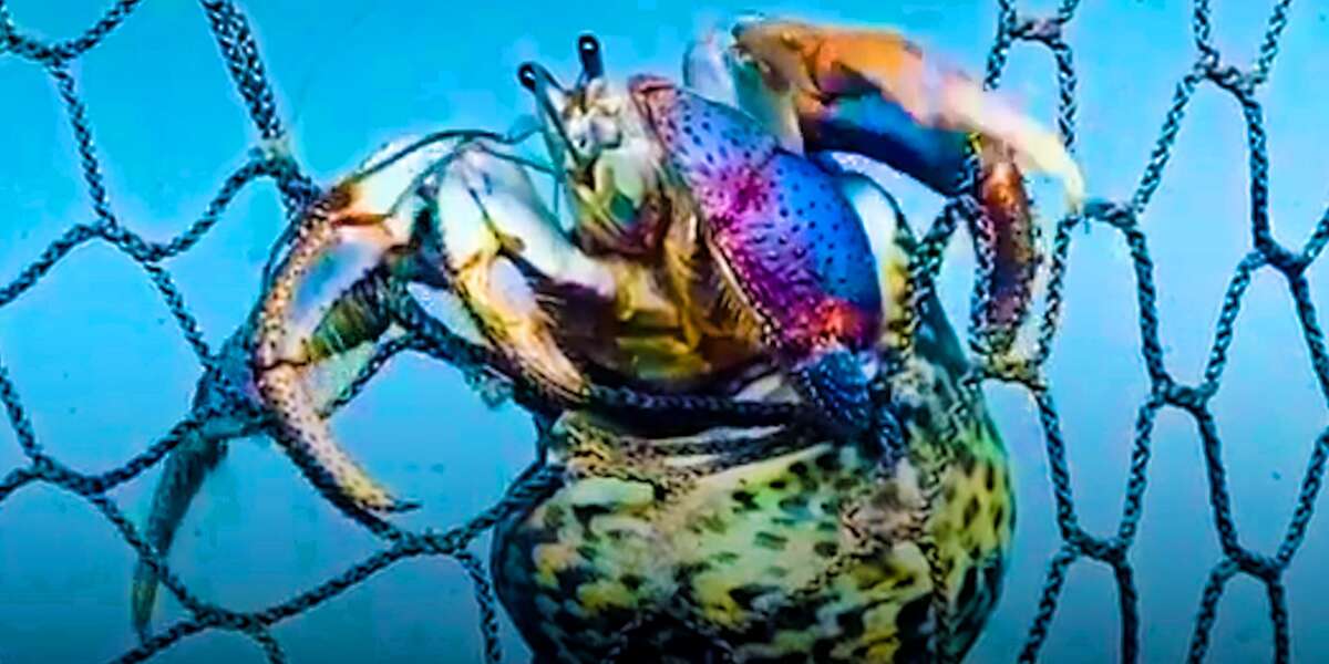 Woman Rescues Every Hermit Crab She Can From Craigslist - Videos - The Dodo