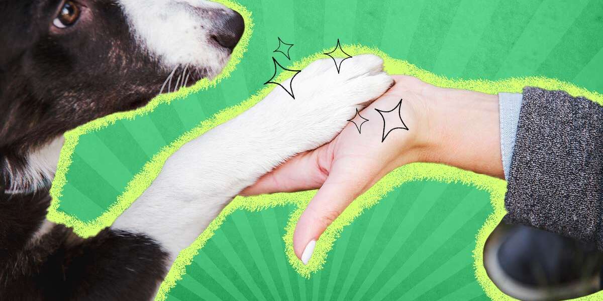 How To Teach A Dog To Shake - DodoWell - The Dodo