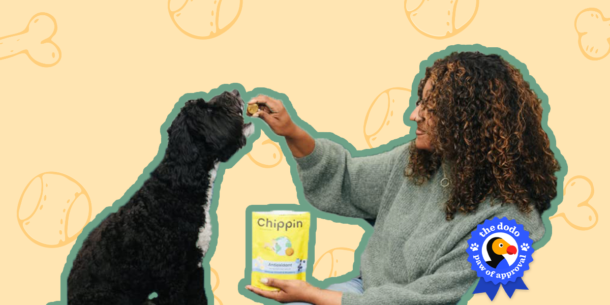 Chippin Dog Treats Review: Are These Cricket Dog Treats Actually Good ...