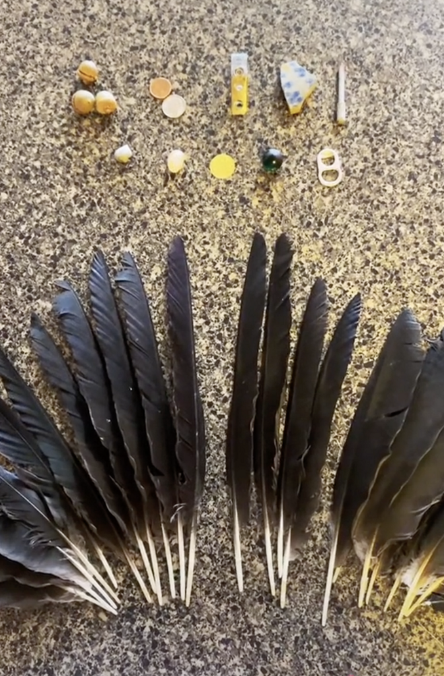 Crow Family Leaves Special Gifts For Woman Who Was Kind To Them - The Dodo