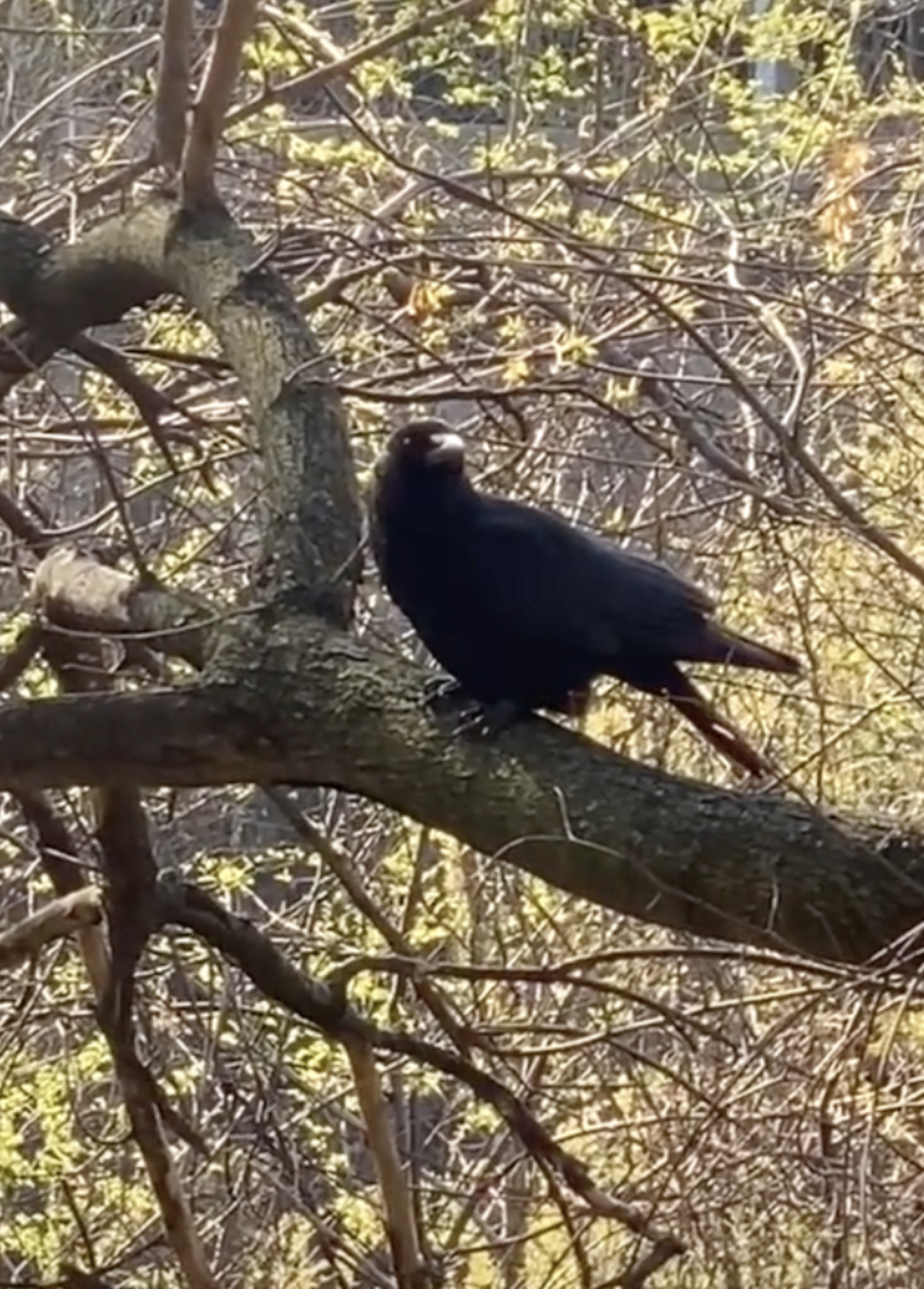 Crow Family Leaves Special Gifts For Woman Who Was Kind To Them - The Dodo