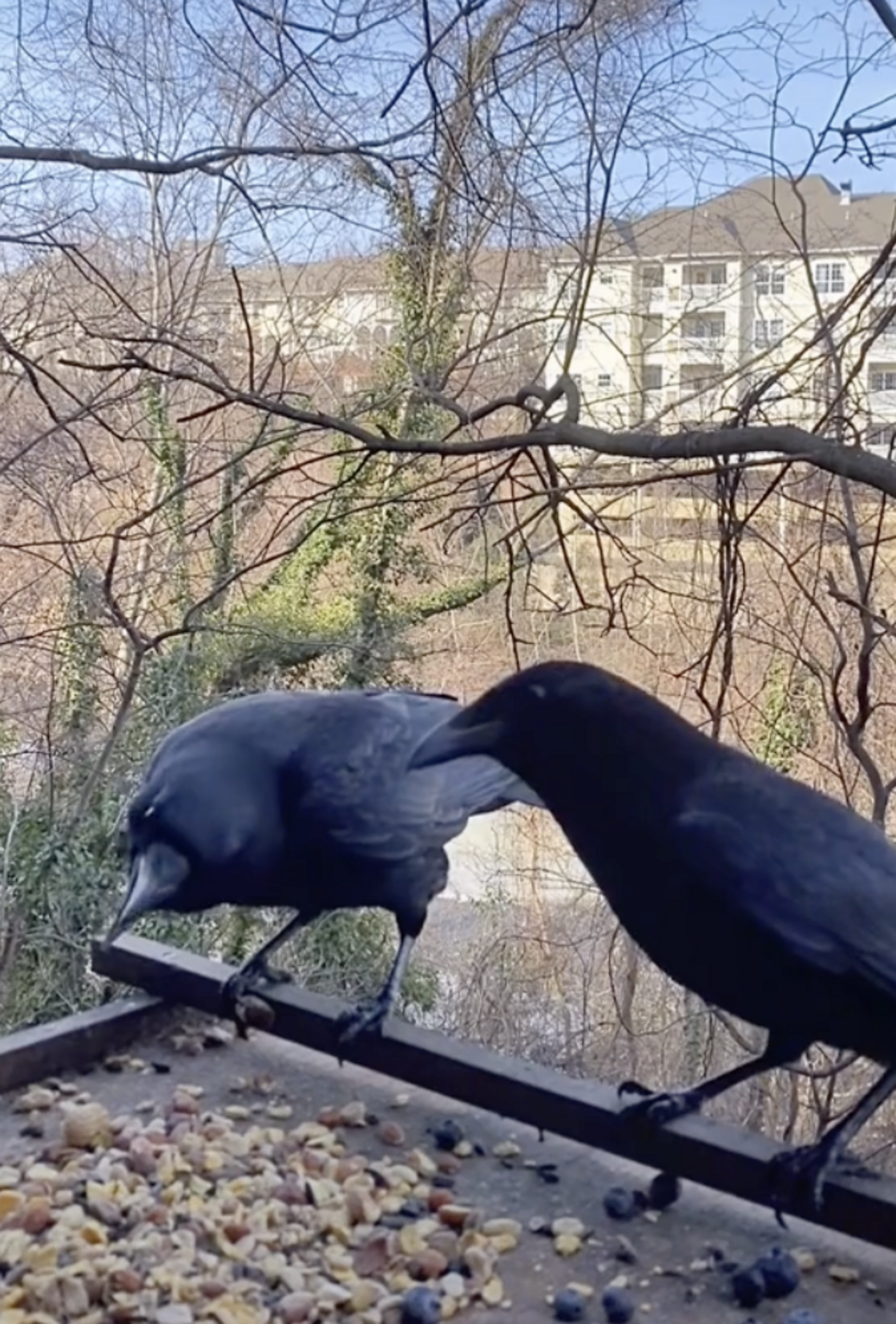 Crow Family Leaves Special Gifts For Woman Who Was Kind To Them - The Dodo