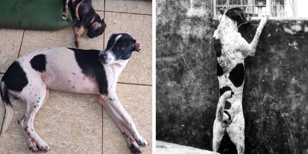 Family Finds Their Missing Dog — Then Realizes He's An Imposter - The Dodo