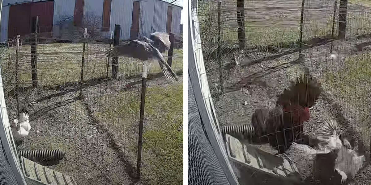 Hero Rooster Saves The Day When His Girlfriend Is Attacked By A Hawk ...