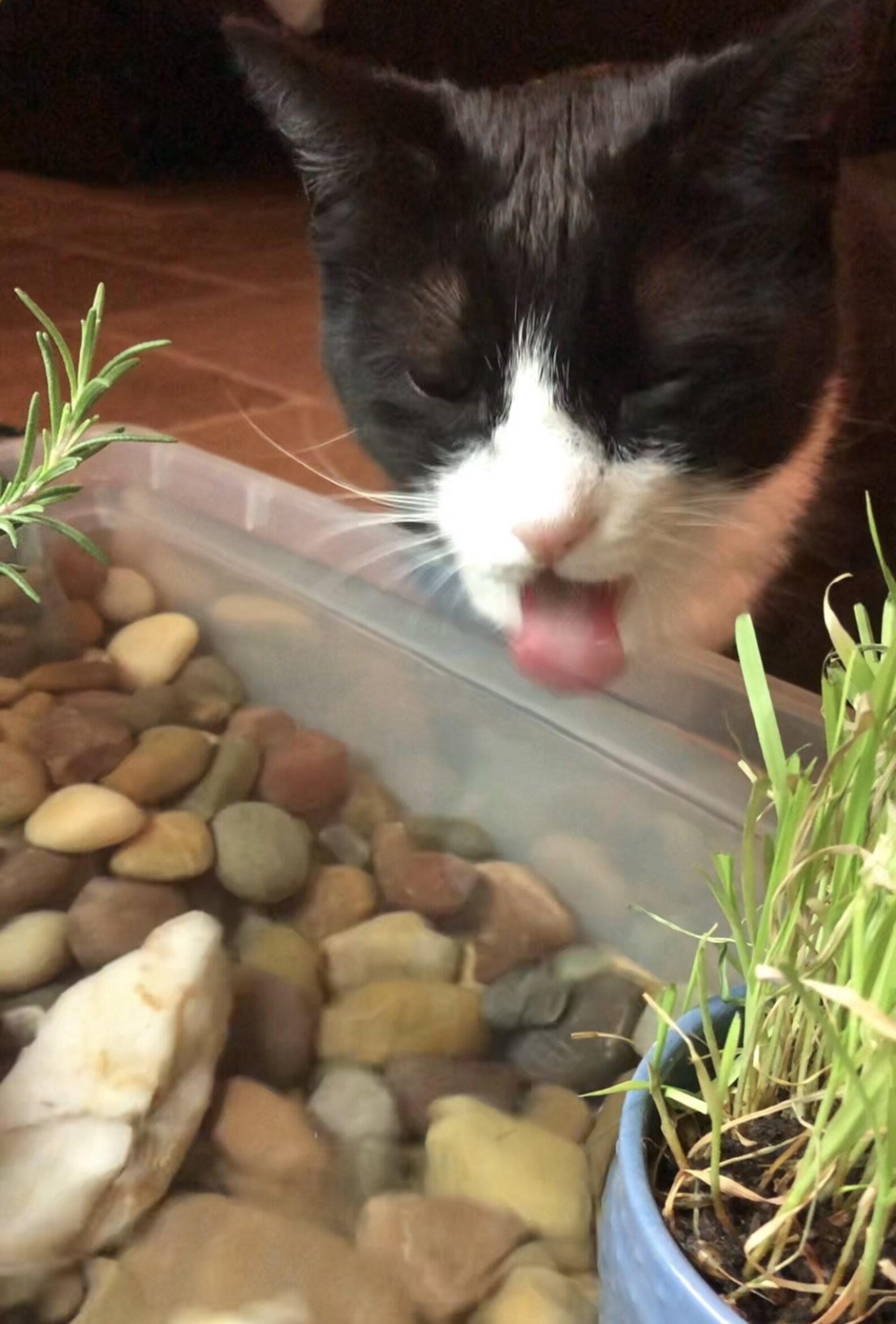 Cats Will Only Drink Water Out Of Cat Pond - The Dodo